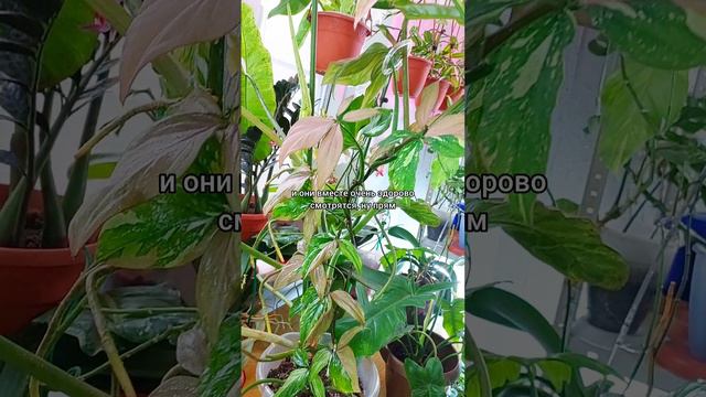Метровый #сингониум Ред спот триколор🌿Использую большой #филодендрон как опору🌿 #цветы #растения