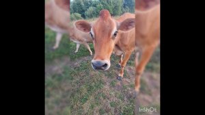 #cow #dog #summer❤