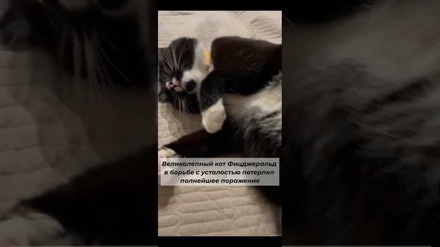 Великолепный кот Фицджеральд в борьбе с усталостью потерпел полнейшее поражение