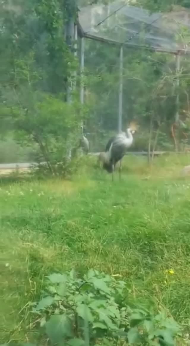 Райские красавки