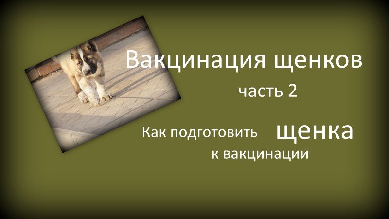 Вакцинация щенков. Часть 2