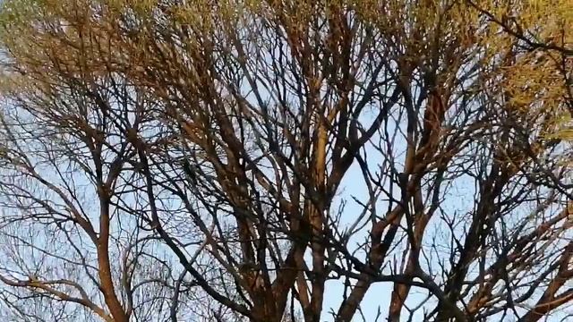 На весну хоть на видео посмотреть.