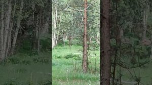 Снова встретили оленей