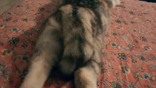 VID_20230201_232750