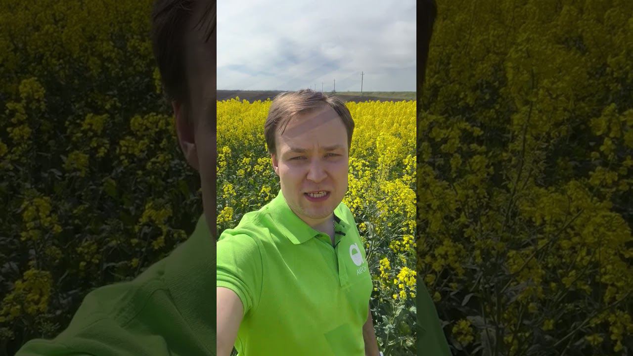 Высокоинтенсивные технологии выращивания рапса #shorts