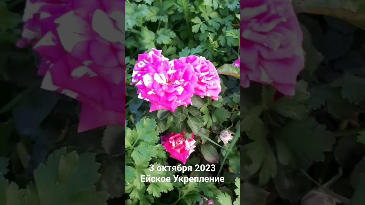 Розы, 3 октября 2023 г.