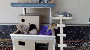 Мой самодельный Летний домик для бездомных котят. своими руками.