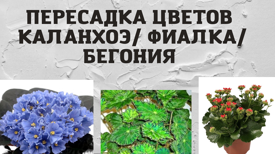 ПЕРЕСАДКА ЦВЕТОВ. ФИАЛКА / КАЛАНХОЭ / БЕГОНИЯ