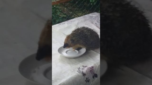 Голодный ежик на даче.