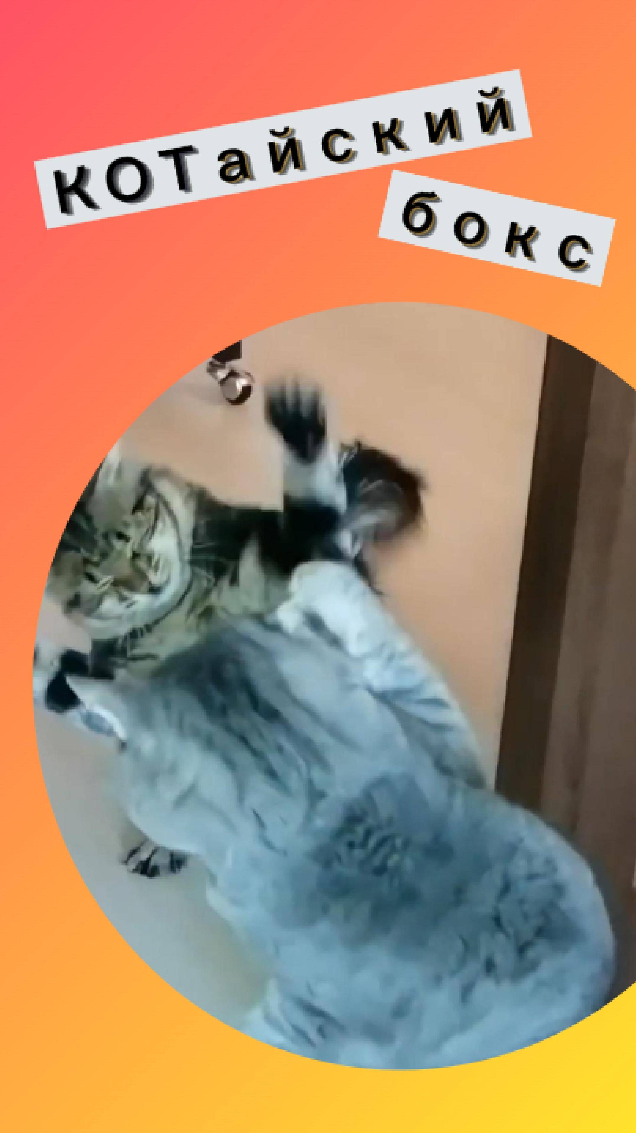 КОТайский бокс. Семки есть?) #кот #котик #cat #kitten