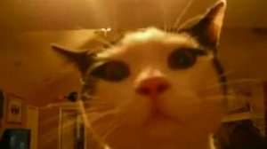 Кошачий концерт