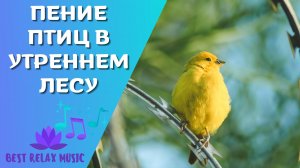 Красивая релакс музыка и пение птиц в утреннем лесу