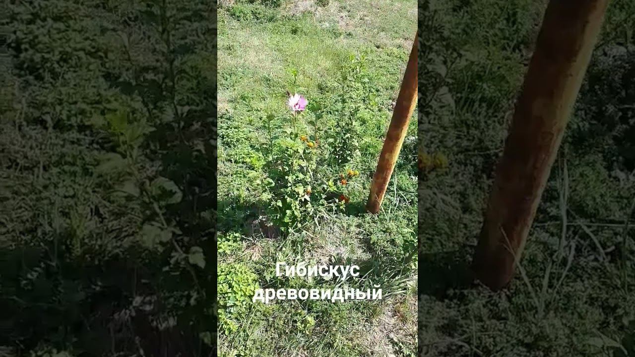 гибискус древовидный