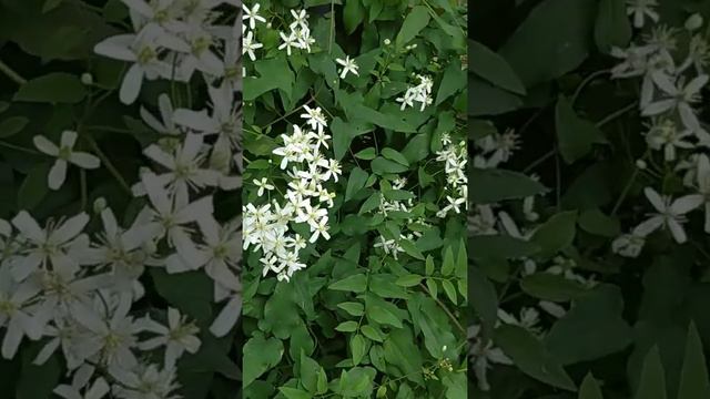 Клематис - красивый, цветущий кустарник