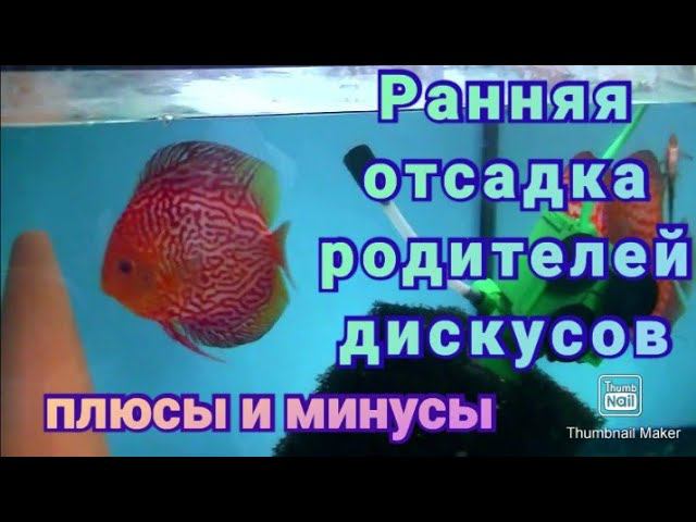 Ранний отъём малька у пары. Хорошо или нет #разводня #aquarium #аквариум #аквариумныерыбки #discus