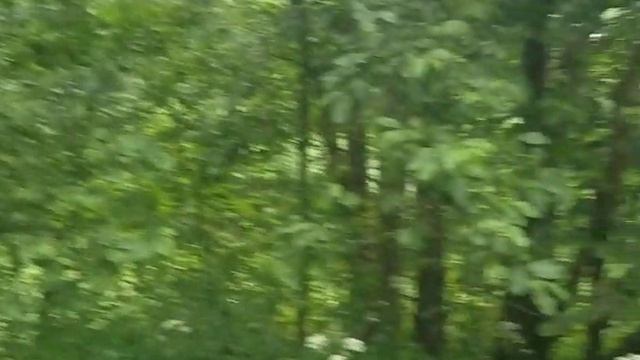 #оригинальный #звук #природы пение птиц и звуки ветра