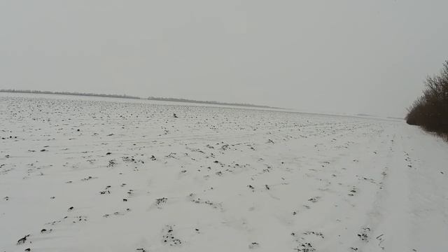 Бретон подача зайца на охоте.mp4