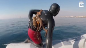 Осьминог прилип к дайверу