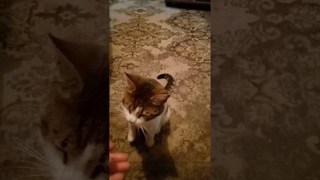 #кот Как прокормить весь этот зоопарк