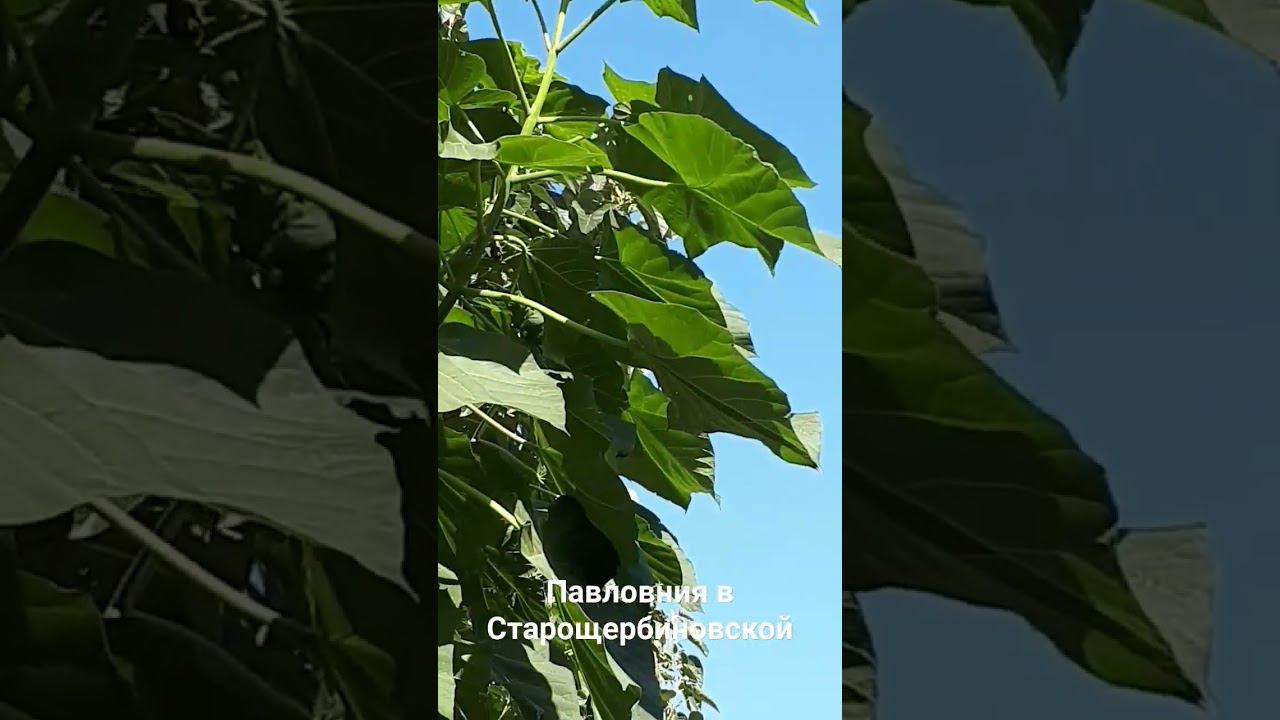 Павловния в Старощербиновской