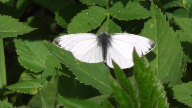 бабочка Белянка Брюквенная, Pieris napi, Новгородская область, 29 апреля 2023