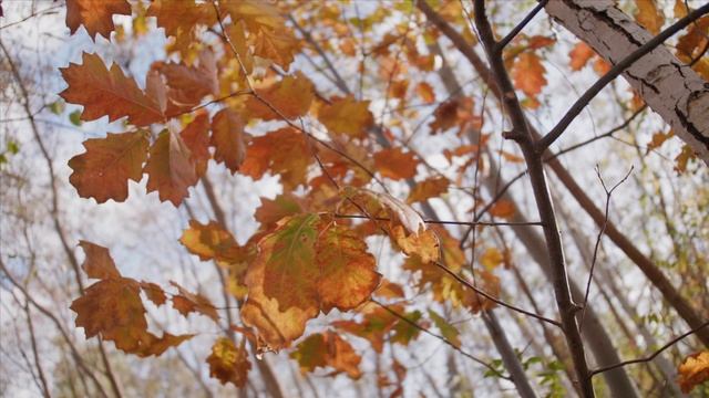 П. И. Чайковский «Времена года» – Октябрь «Осенняя песнь»