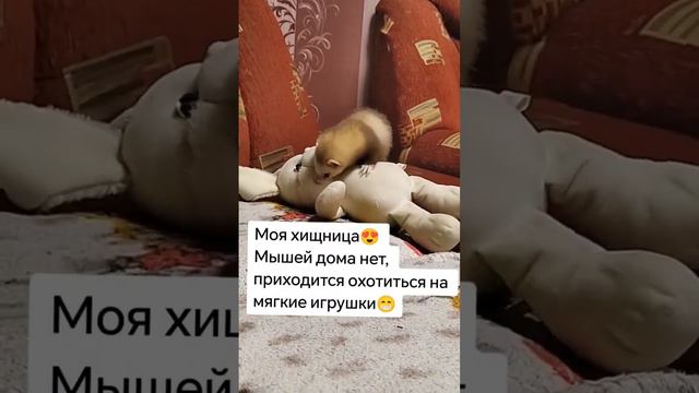 #животные #любимка #хорек