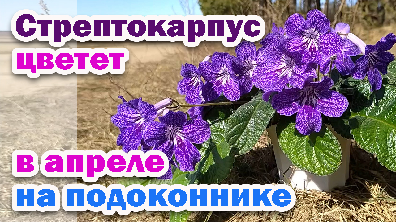 ЦВЕТЕНИЕ стрептокарпуса В АПРЕЛЕ. Выращивание деток стрептокарпусов