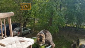 На лугу пасутся ко...