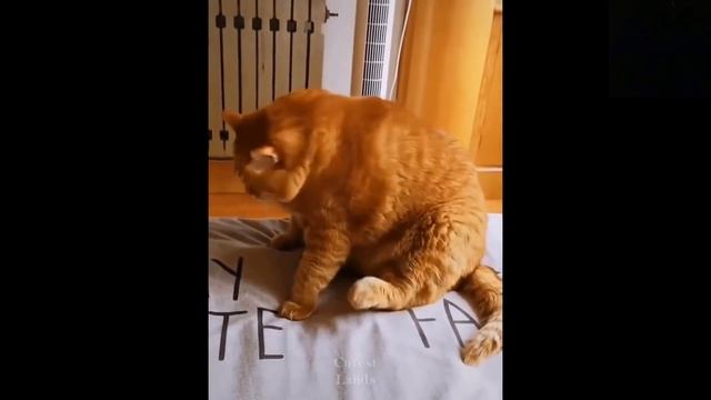 Приколы с котиками. Котики #112