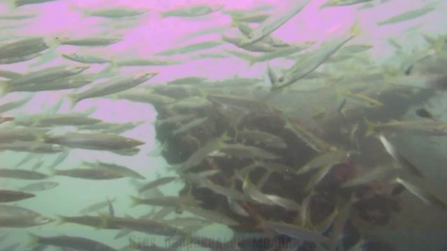 Тайланд - 2012, дайв-сафари по Андаманскому морю. Часть 9. (HD 720p; Sony-HDR-Клон; Canon G12)