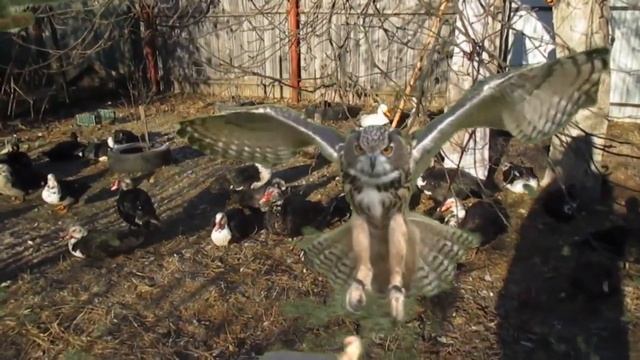 ОБ УТКАХ.mp4