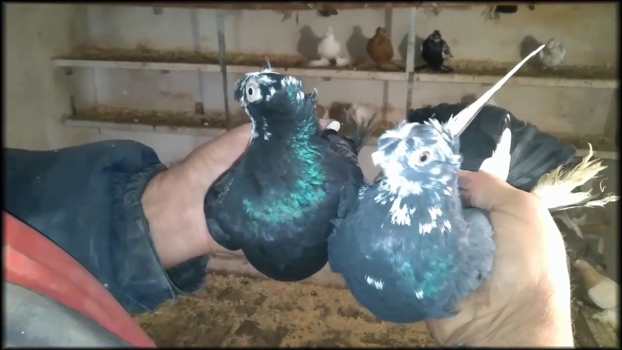 Голуби У Вазира Радиковича Ахмадуллина 27.02.2019