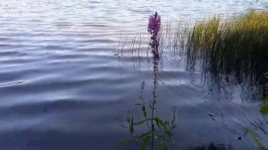 АВГУСТ. ОЗЕРО. МУЗЫКА. РЕЛАКС. #relax #природа #nature #nativeamericanmusic #расслабление