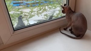 Дрессировка охотничьих котов. Приколы с животными!