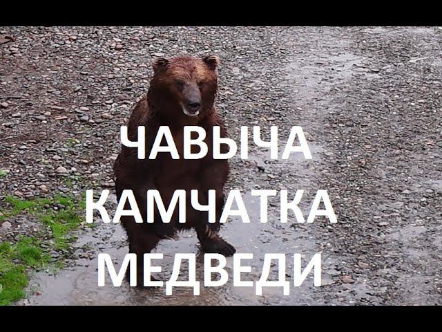 ЧАВЫЧА. МЕДВЕДИ. КАМЧАТКА 2024#fishing #fishing #рыбалка #trout #рыба #море #fish #медведь