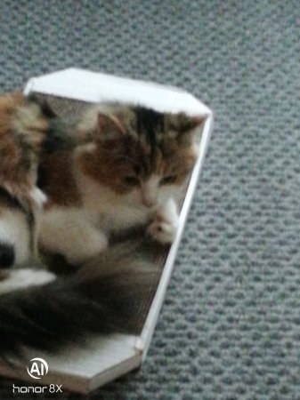 Кошка