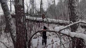 C РЕЛ добыли соболя