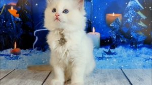 ШОУ котенок лиловый рэгдолл. Ragdoll Fairy-tale Family & Reborn Rich