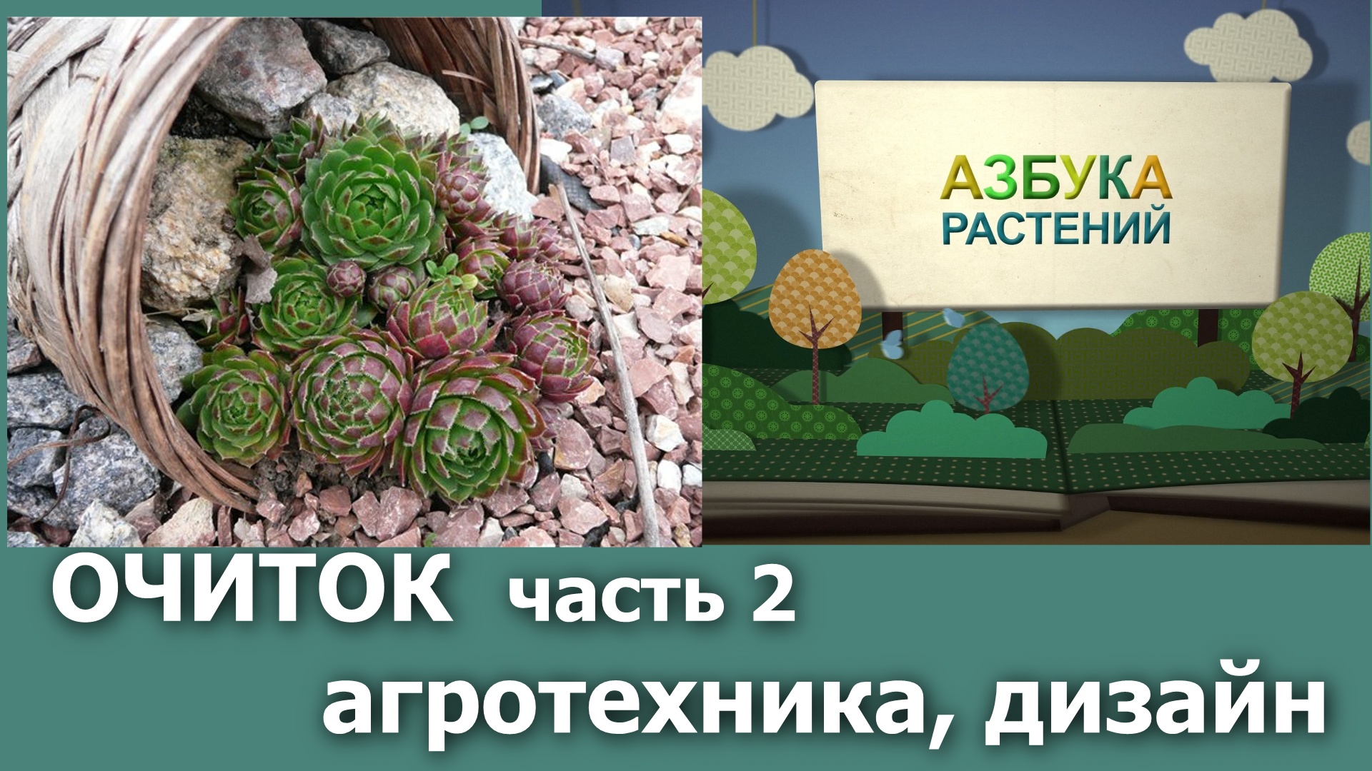 ч.2 Очитки_агротехника_в саду.mp4