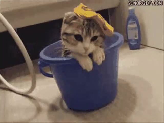 Лучшие приколы с кошками