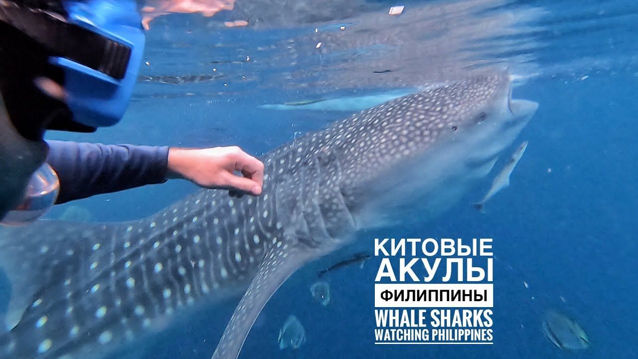 Где поплавать с китовыми акулами. Инструкция.Филиппины.Часть 3. (Whale Sharks Watching.Part 3)