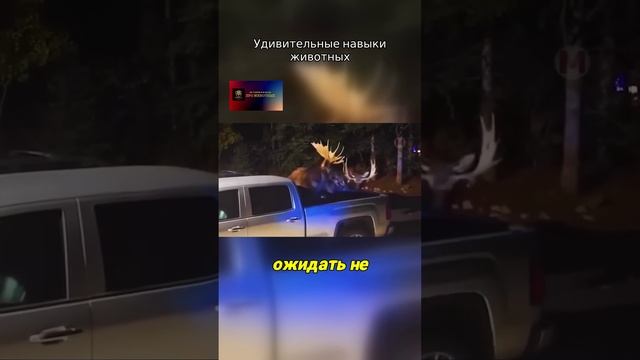 Удивительные навыки животных.