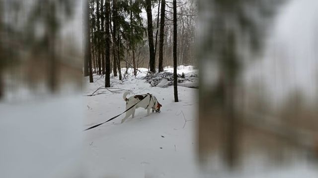 Собака - Гуляка Рошка