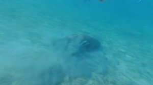 Морская корова первая встреча в бухте Мубарак