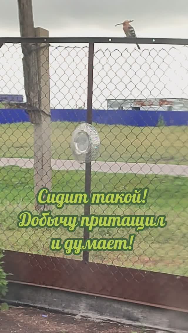 Знакомы с таким красавчиком?