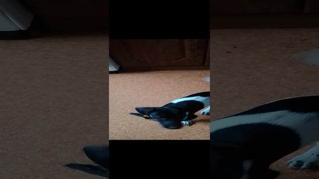 Пасхальное утро Федьки и Котьки.mp4