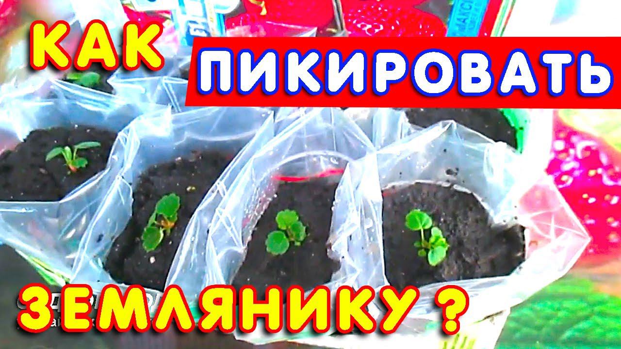 Пикировка земляники из семян. Как пикировать землянику? Крупным планом все тонкости Подробно #3