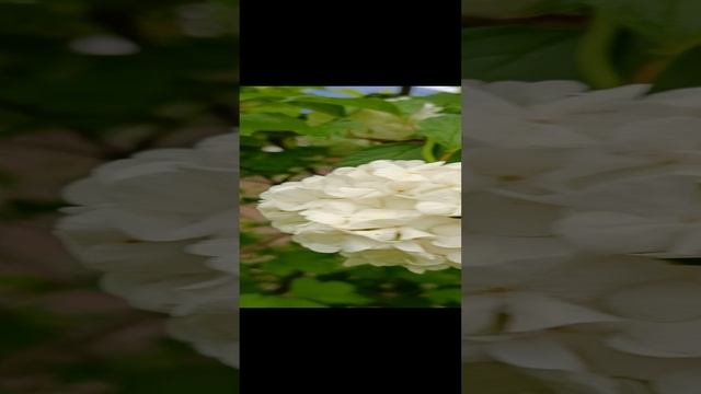 КАЛИНА БУЛЬДОНЕЖ.