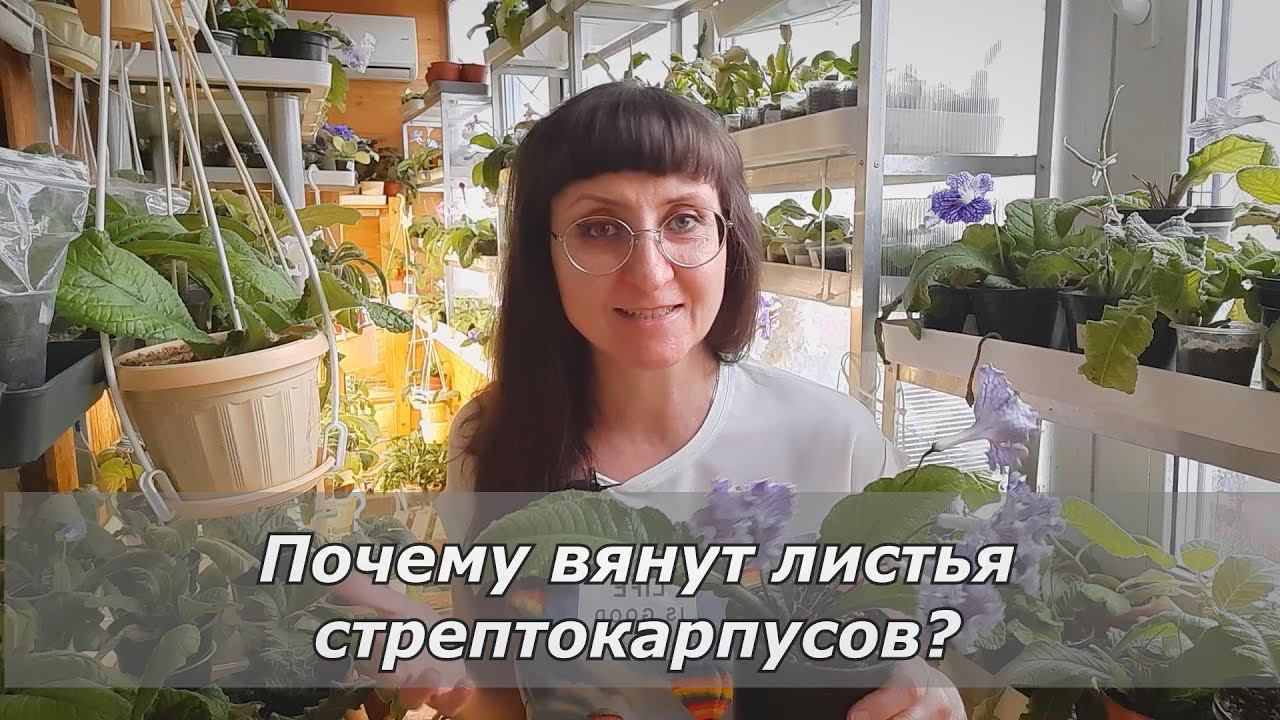Почему вянут листья стрептокарпуса
